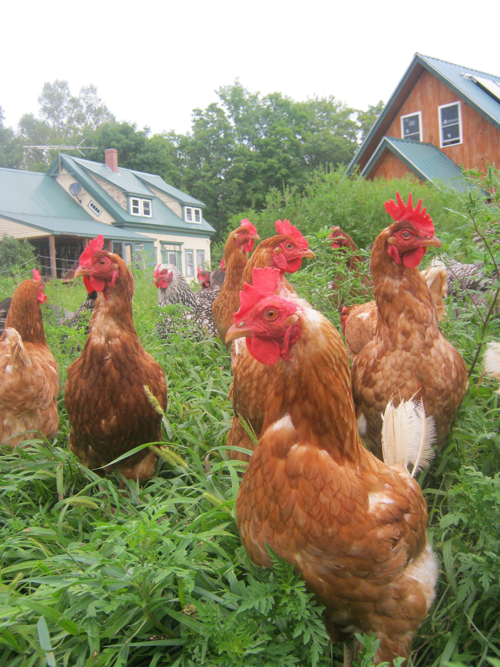 Our Animals – A Wrinkle In Thyme Farm